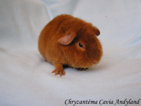 Chryzantéma Cavia Andyland-US Teddy